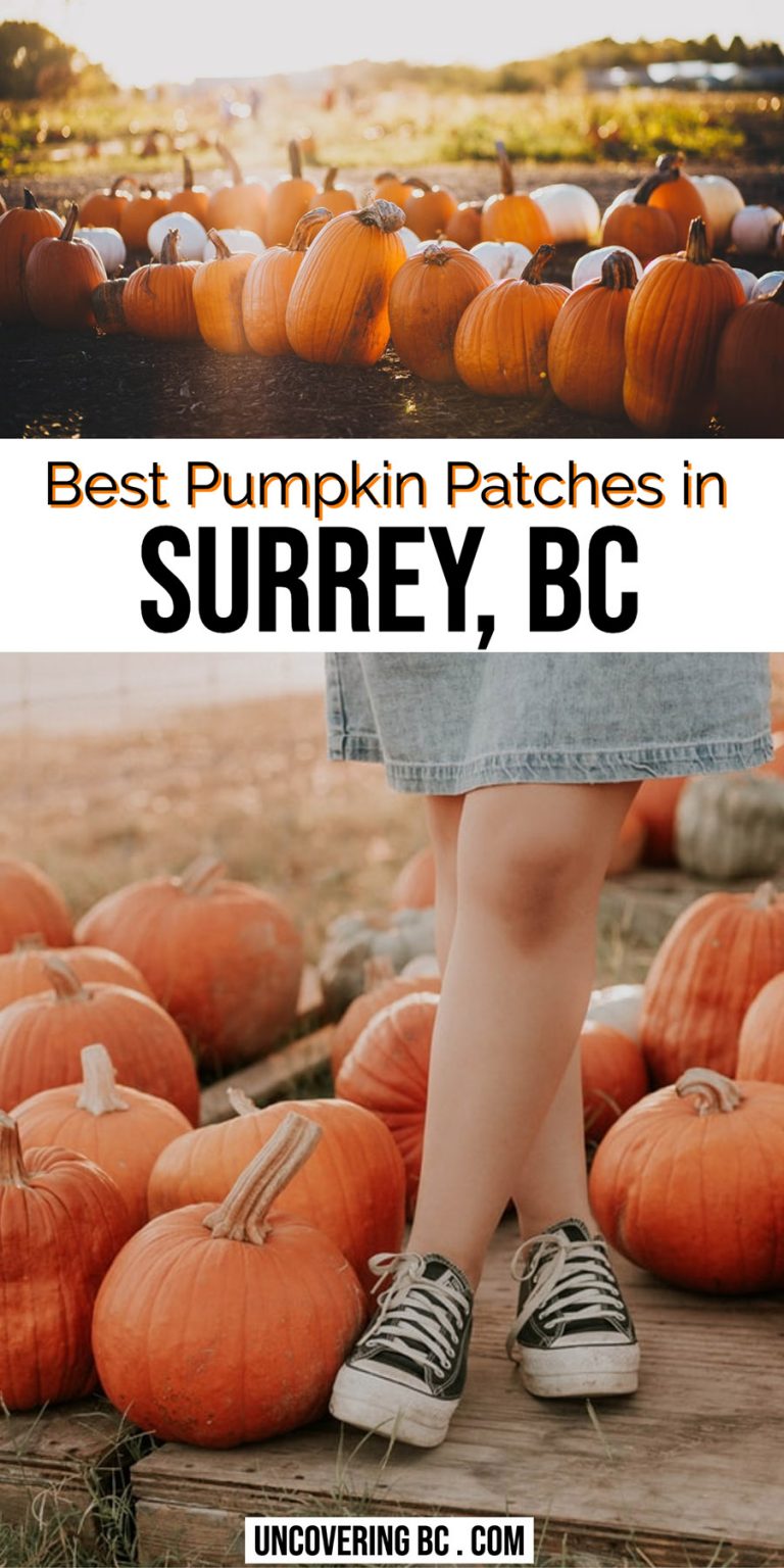 Where to Find the Best Surrey Pumpkin Patches (2023) - Uncovering ...