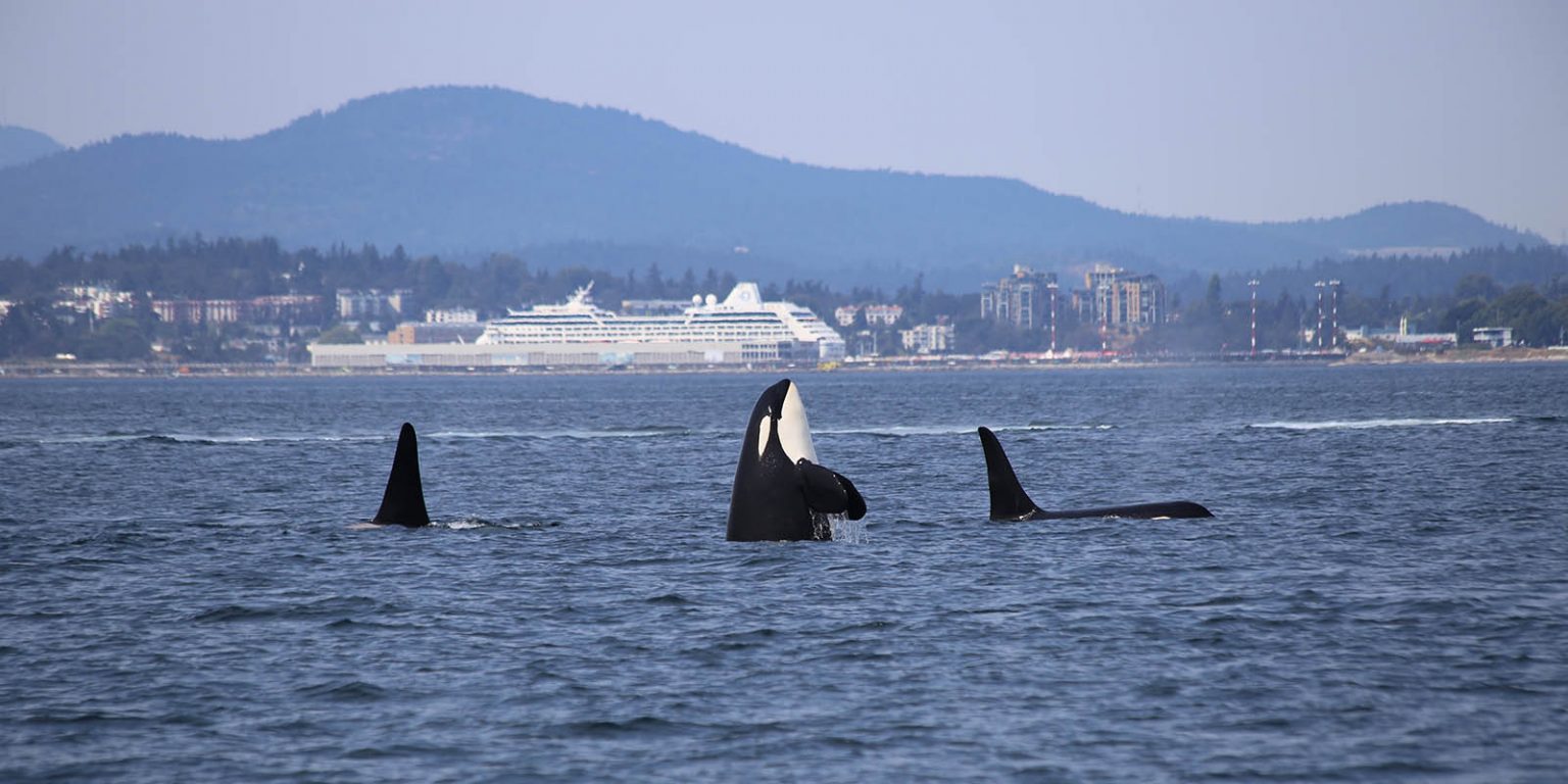 Top 25 Things To Do in Vancouver in September (2023) - Uncovering ...